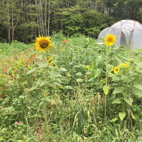 Root Mass Farm - The FruitGuys Community Fund