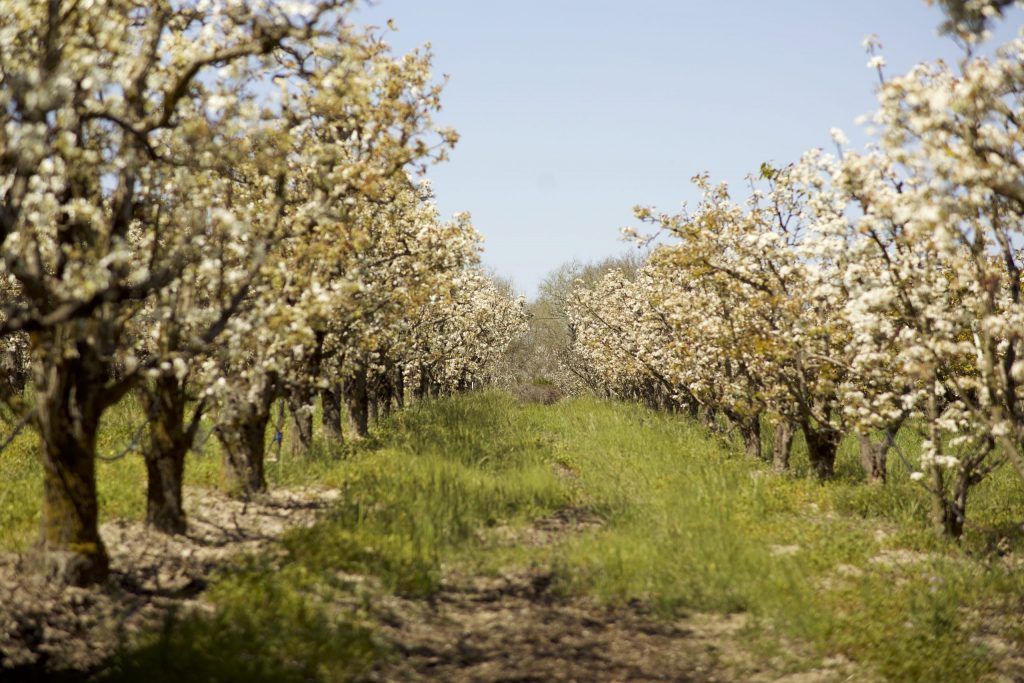 2022 Farm Grantees: Successes & Challenges - The FruitGuys Community ...
