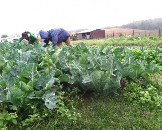 Soil Born Farms - The FruitGuys Community Fund