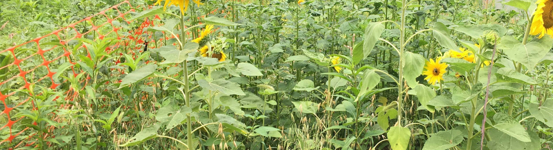 Radical Roots Farm - The FruitGuys Community Fund