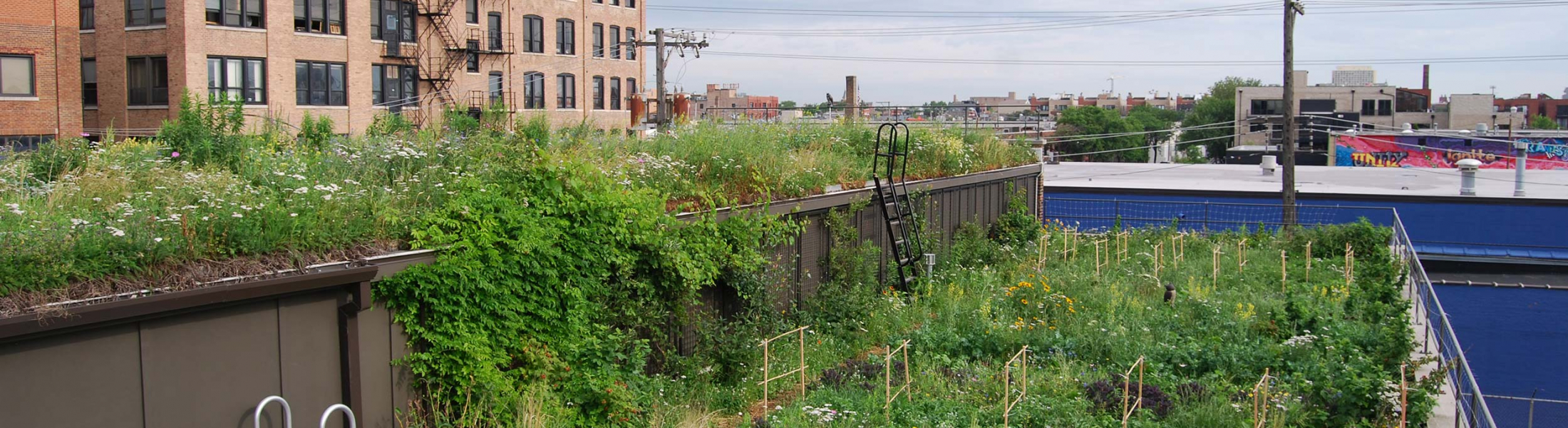 The Roof Crop - The FruitGuys Community Fund